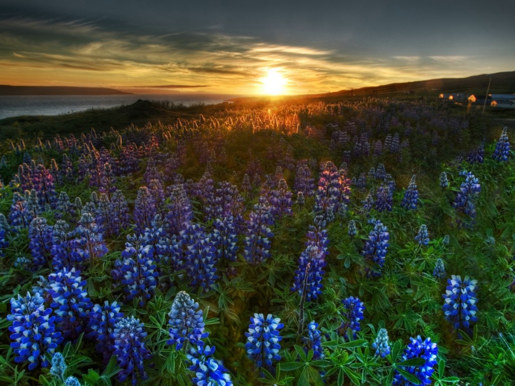 Recopilación de Wallpapers de Primavera – Agridulce