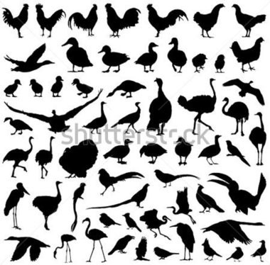 Siluetas de algunas aves en Vectores – Agridulce
