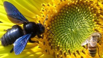 Abejas azules – Agridulce